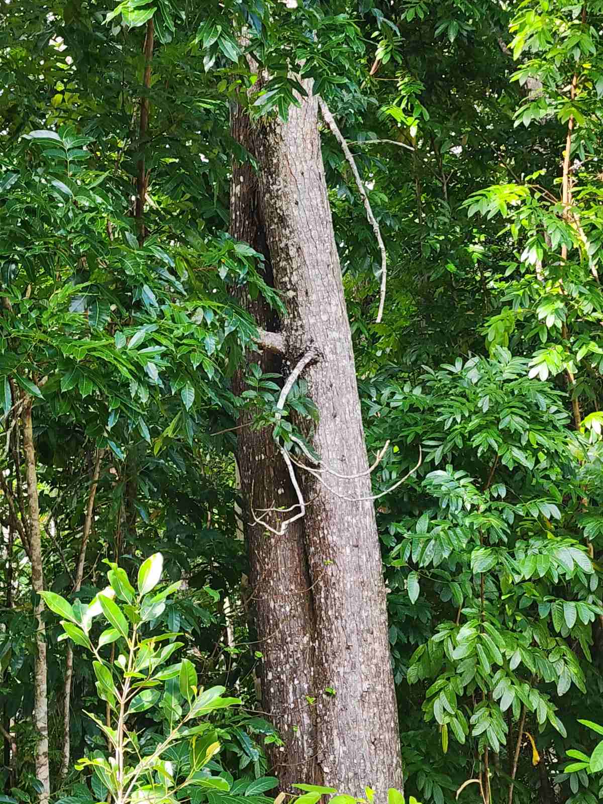 Waiqele Sawmill PTE Limited — Sustainable Timber from Fiji